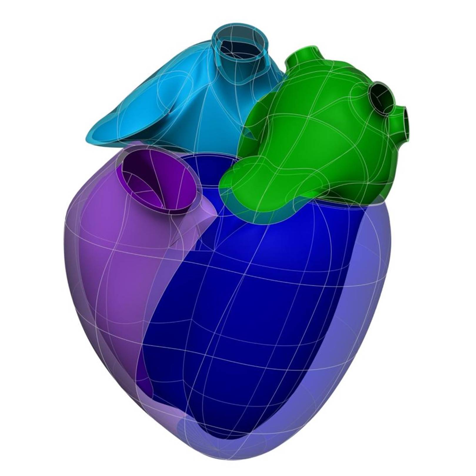 Pennsieve: Generic human heart scaffold