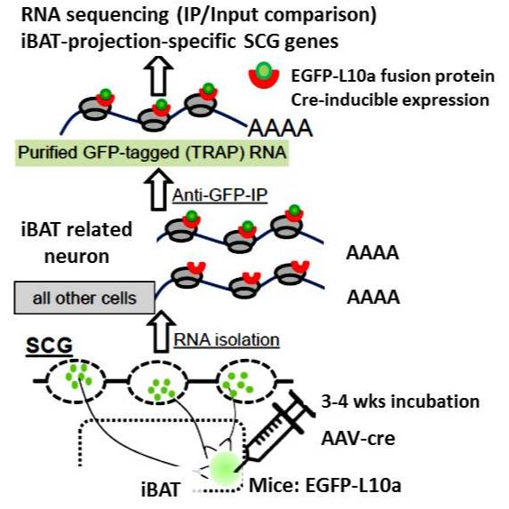 TRAP-SEQ (Translating Ribosome Affinity Purification followed by RNA sequencing) of ...