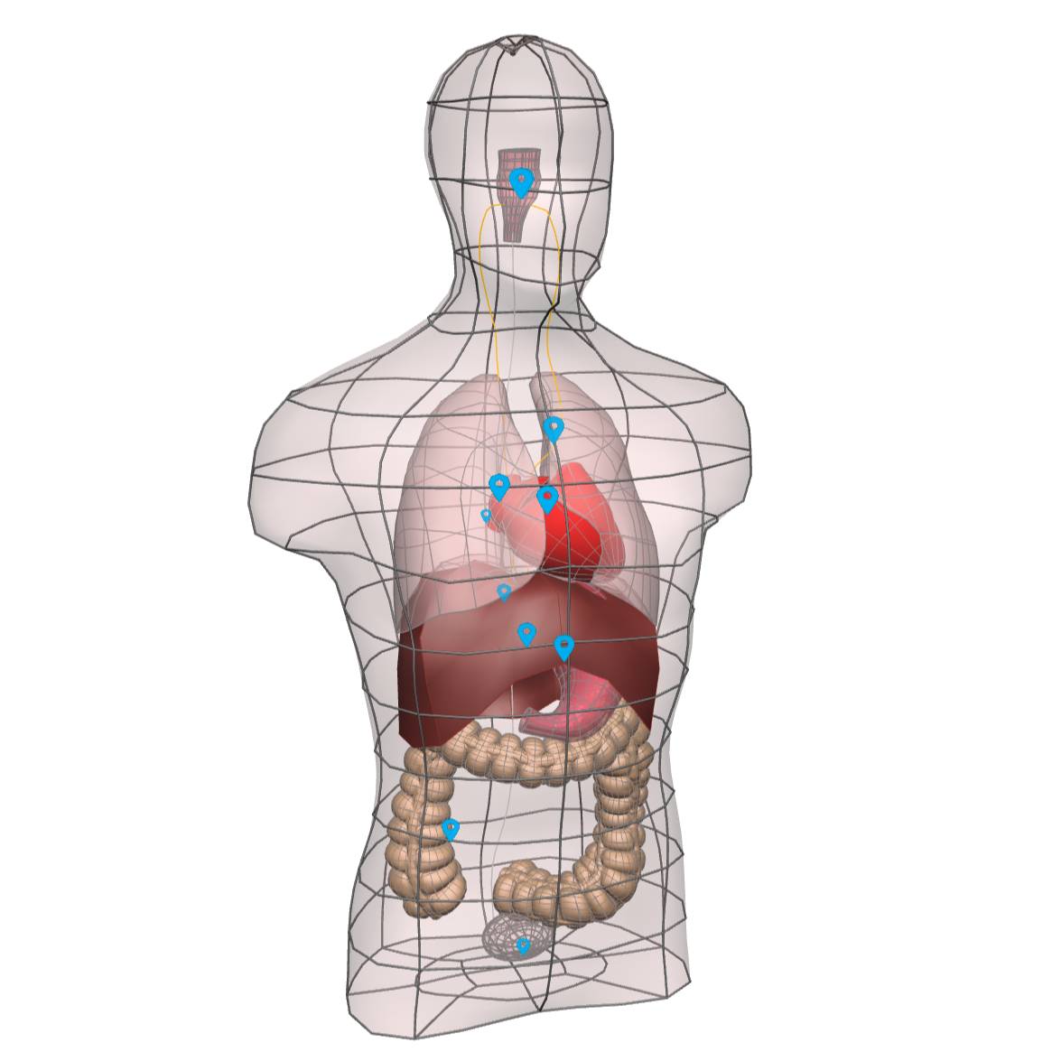 Human whole-body with embedded organs - Blackfynn Discover