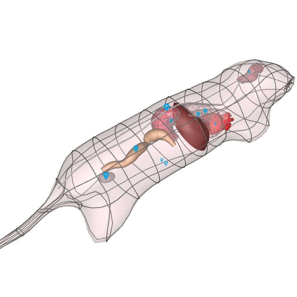 Mouse whole-body with embedded organs - Blackfynn Discover