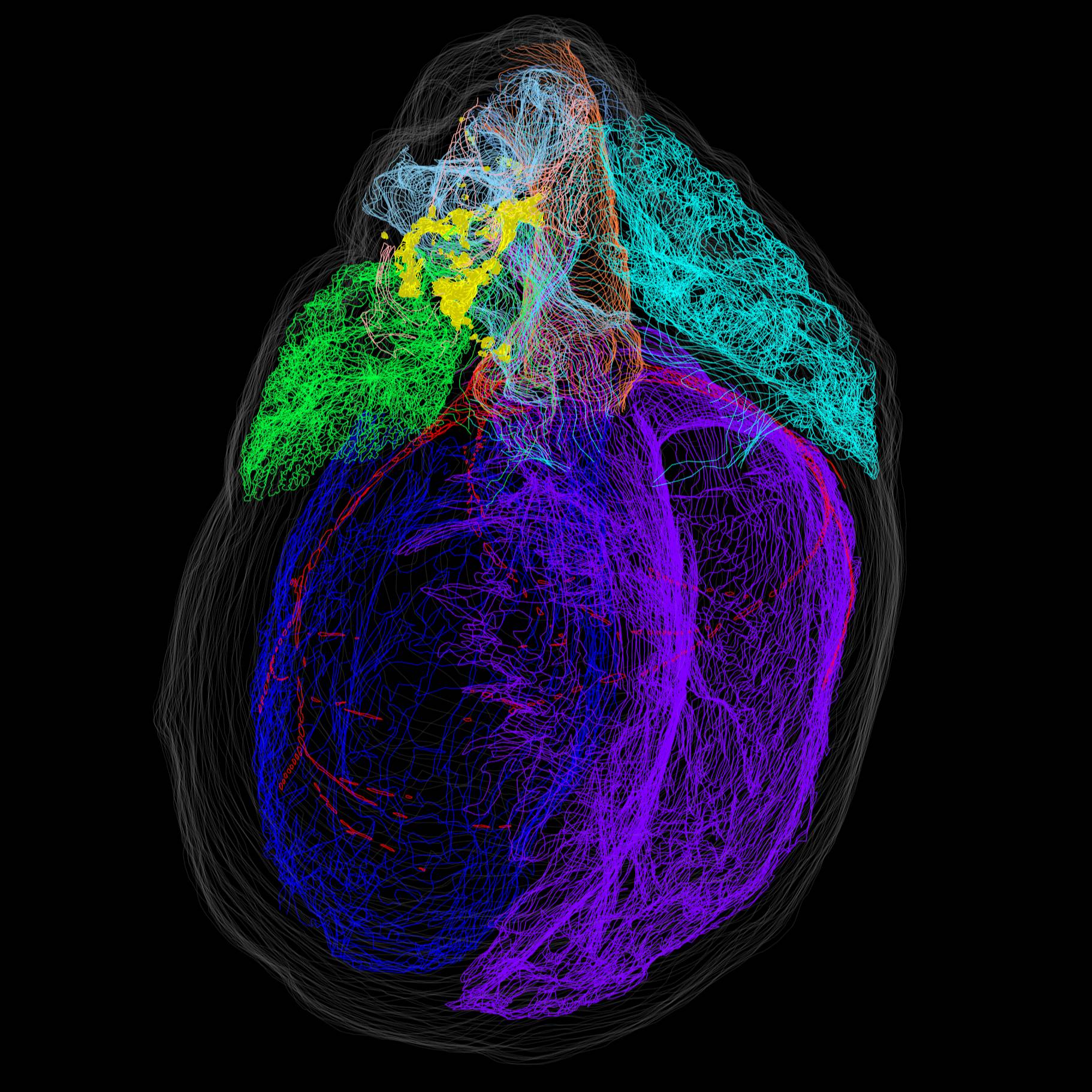 Mapping of intrinsic cardiac nervous system (ICN) neurons in a 3D ...