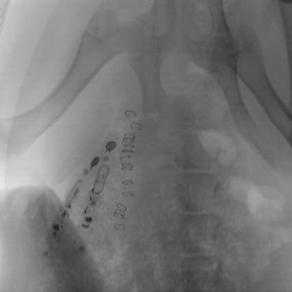 Pennsieve: Wireless monitoring in two locations of porcine bowel function